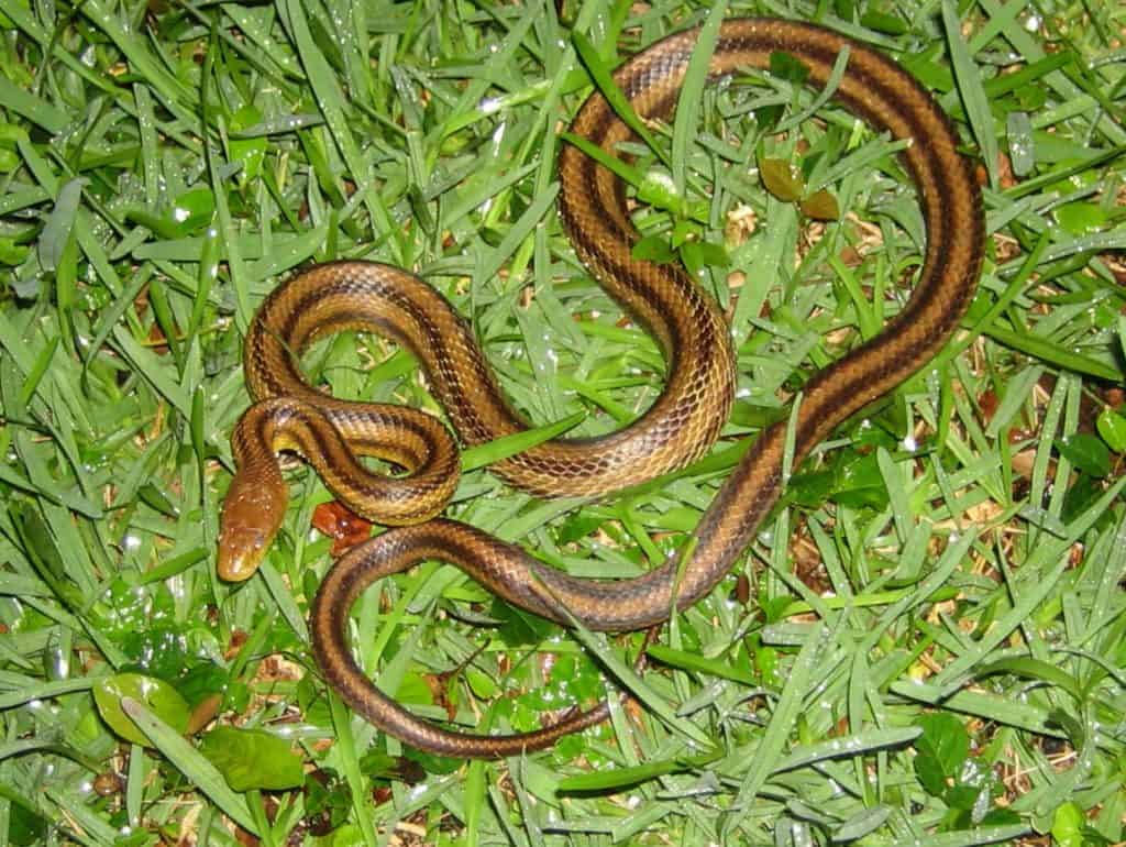 Snake Removal – Wild Animals Expert Team