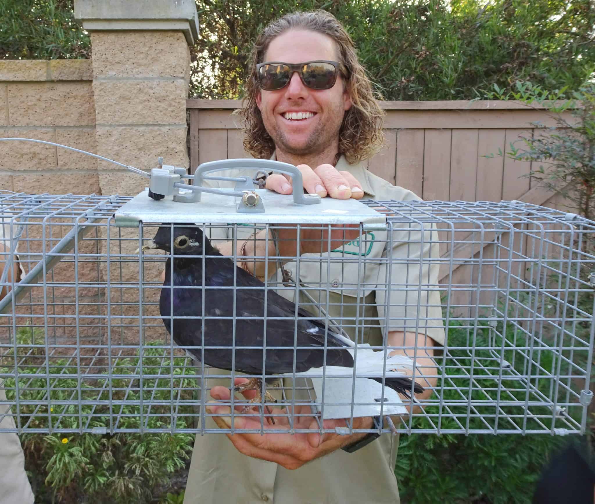 Bird Control – Wild Animals Expert Team